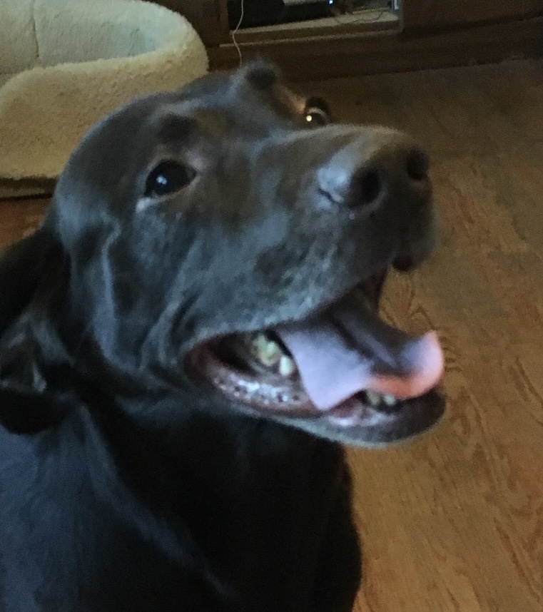 Jake, Best Dawg Ever! – Yellowrock & Roll!